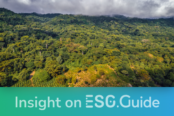 Saving Forests Through Investments – How Investors Find the Right Reforestation Project | ESG.Guide