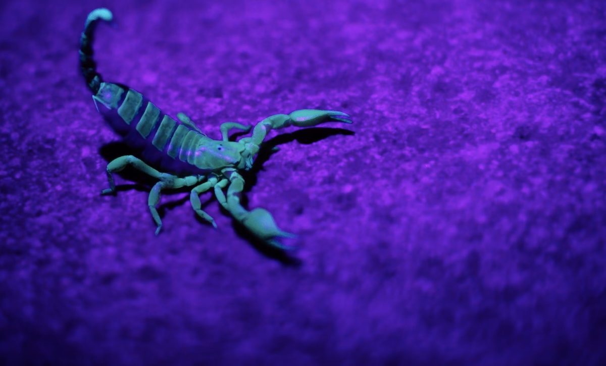 Economic risks: Nature is not the elephant in the room, it’s the huge ...